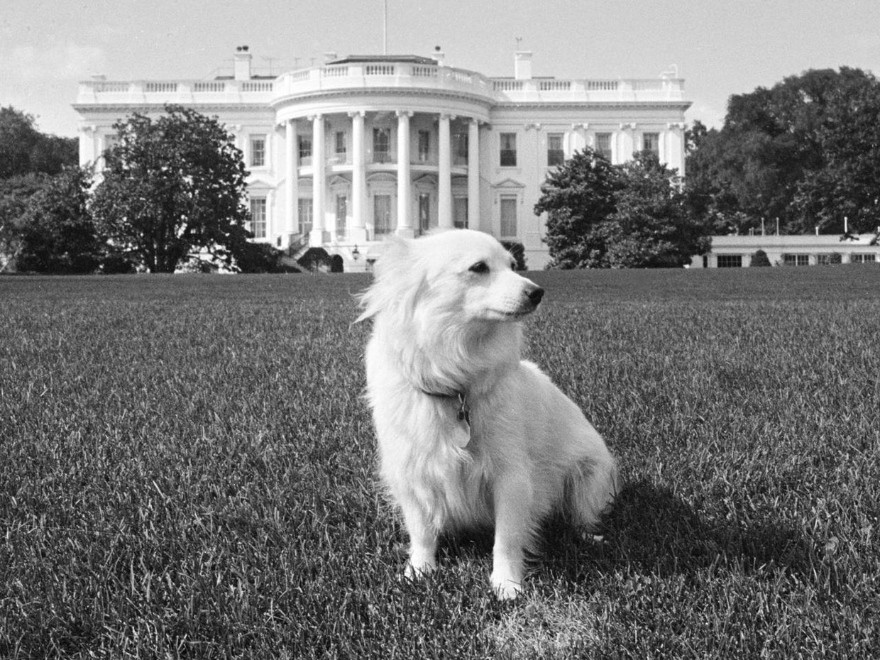 Almanac: Dogs in space - CBS News