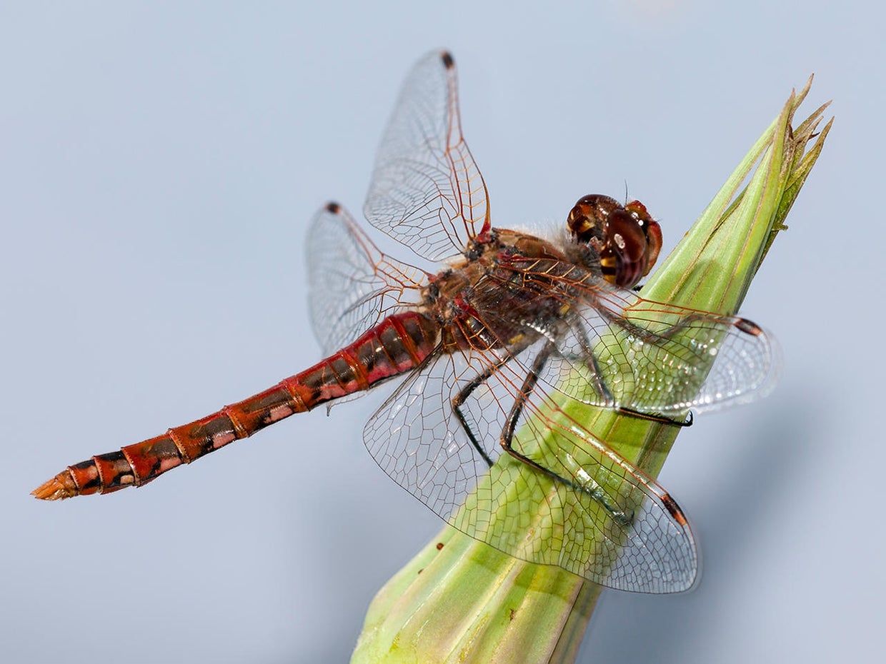 Nature up close: Dragonflies - CBS News