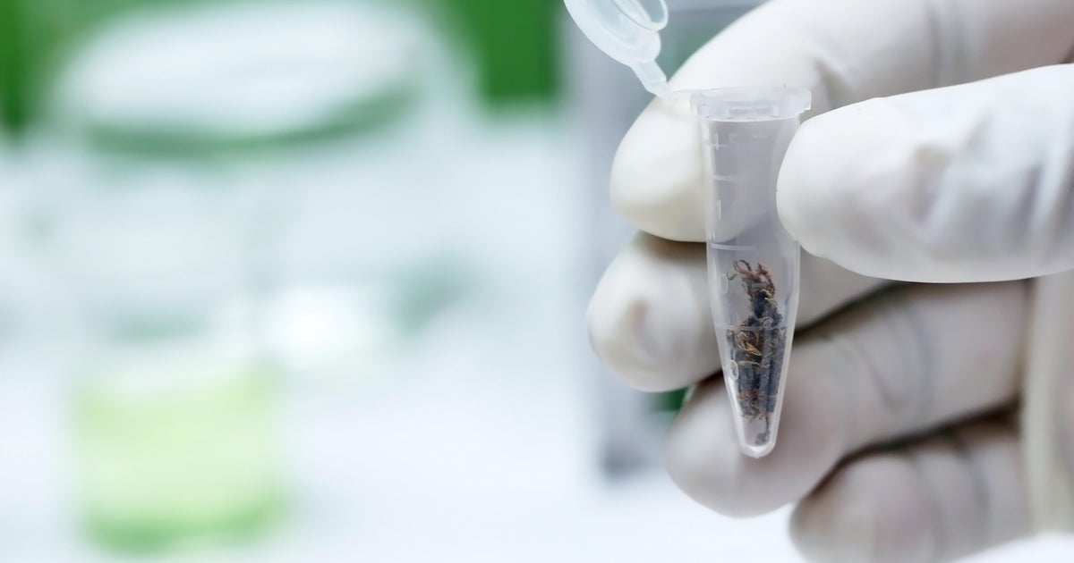 Marijuana Jobs How To Get A Job In The Cannabis Industry Cbs News