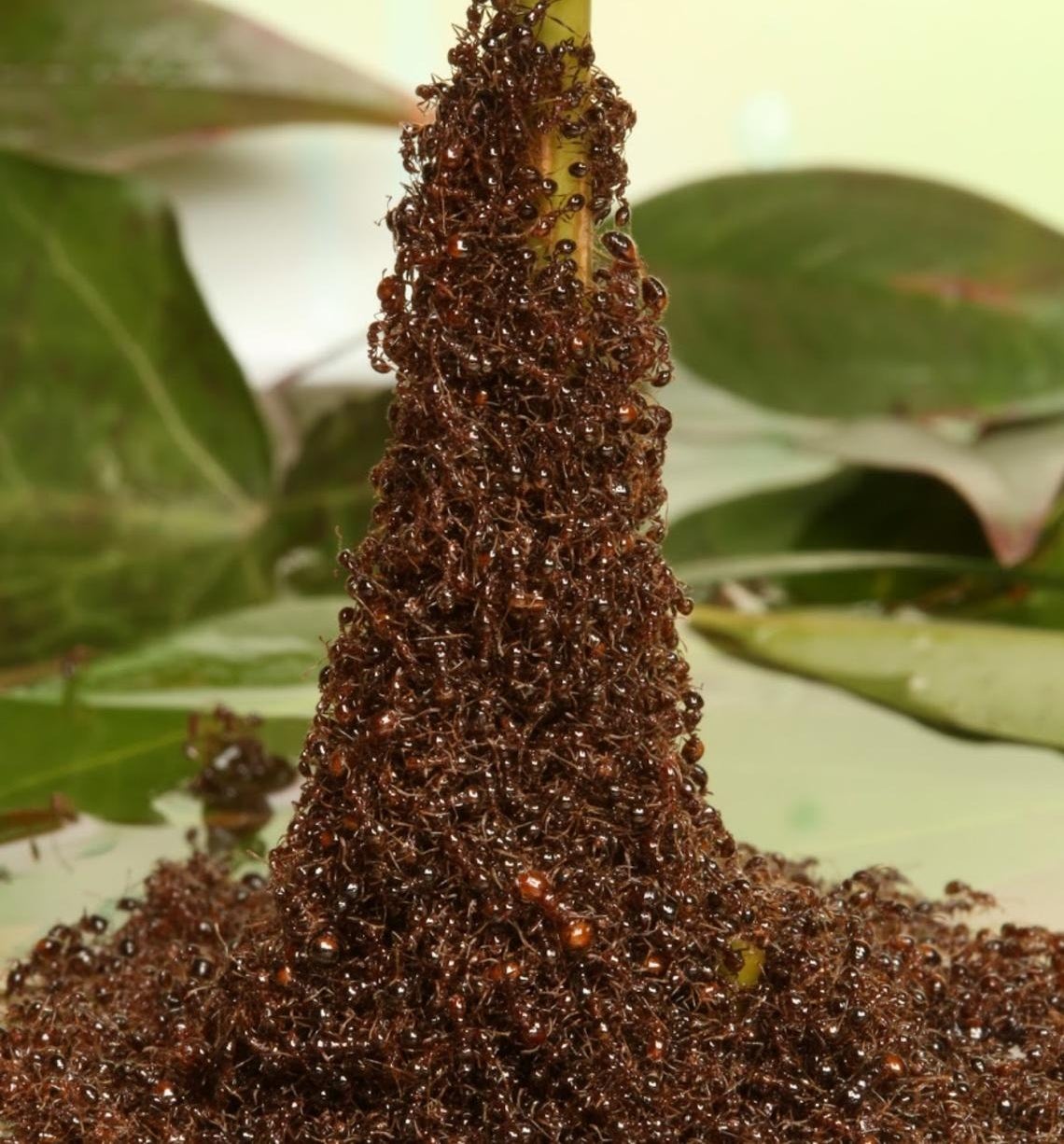 How fire ants form giant rafts to survive Houston floods - CBS News