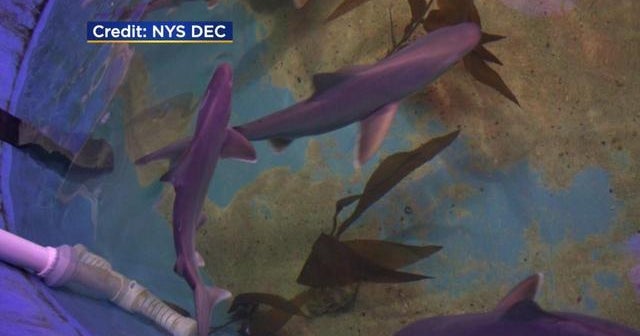 Sharks found in basement swimming pool of N.Y. home - CBS News