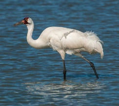 Nature up close: Whooping cranes - CBS News