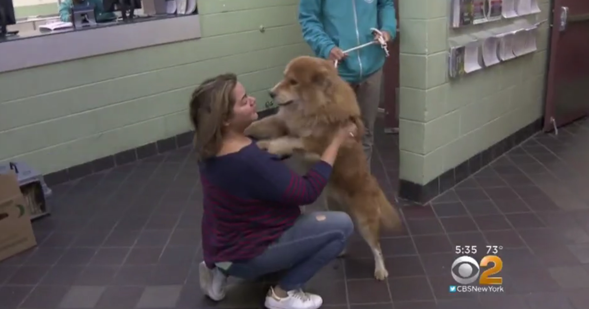 Lost dog treks through New York City before winding up in deli - CBS News