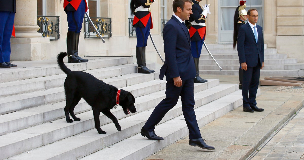 Macron's dog Nemo caught relieving himself on Elysee Palace fireplace ...