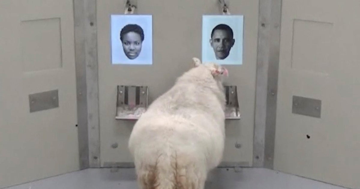 Sheep can recognize human faces from photographs - CBS News