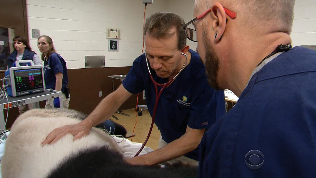 Giant panda treated like national treasure when it comes to health care ...