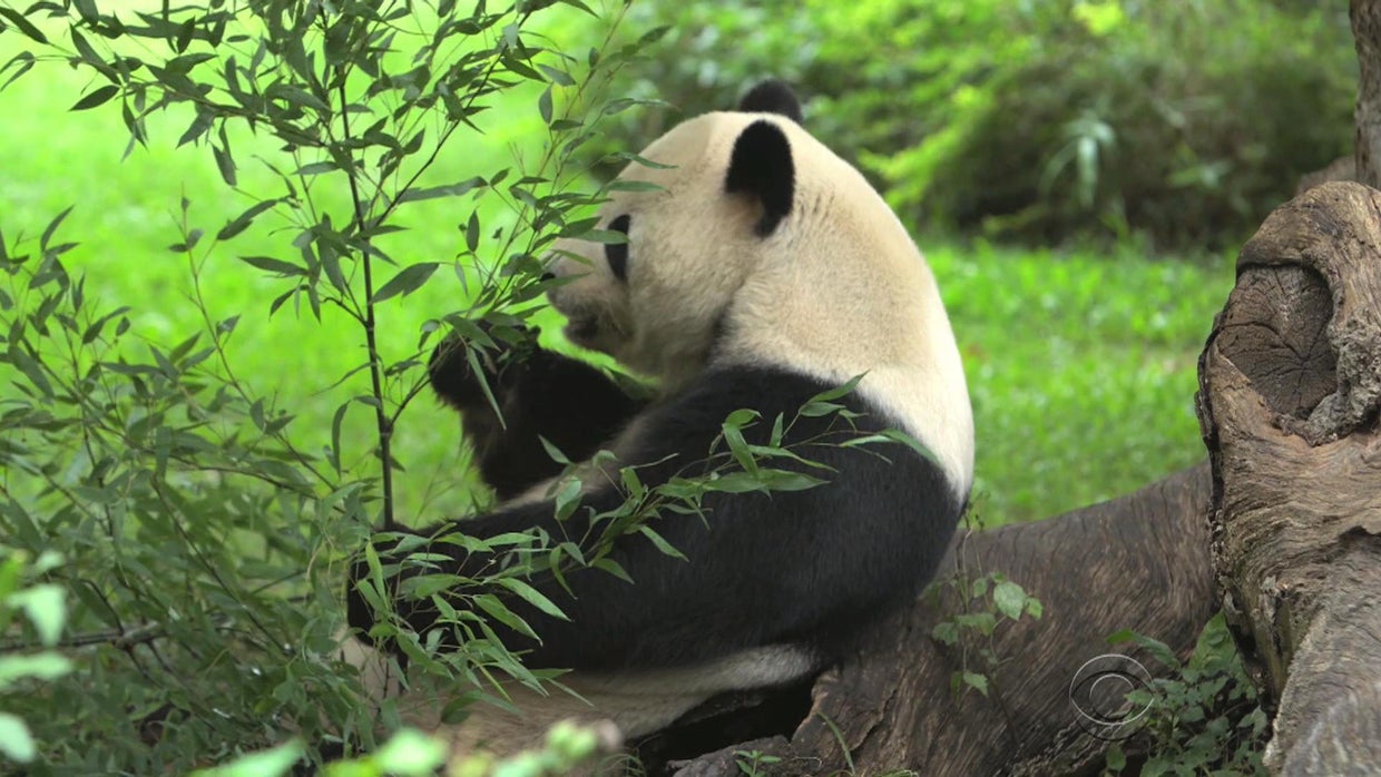 Giant panda treated like national treasure when it comes to health care ...