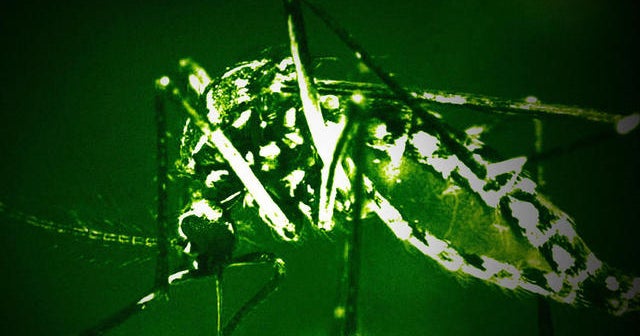 EPA approved plan to release "weaponized" mosquitoes to fight diseases ...