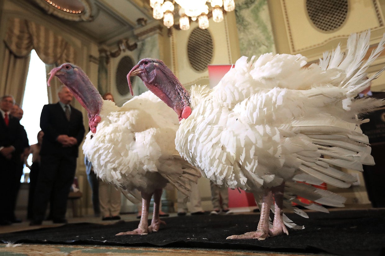 Trump pardons Thanksgiving turkey - CBS News