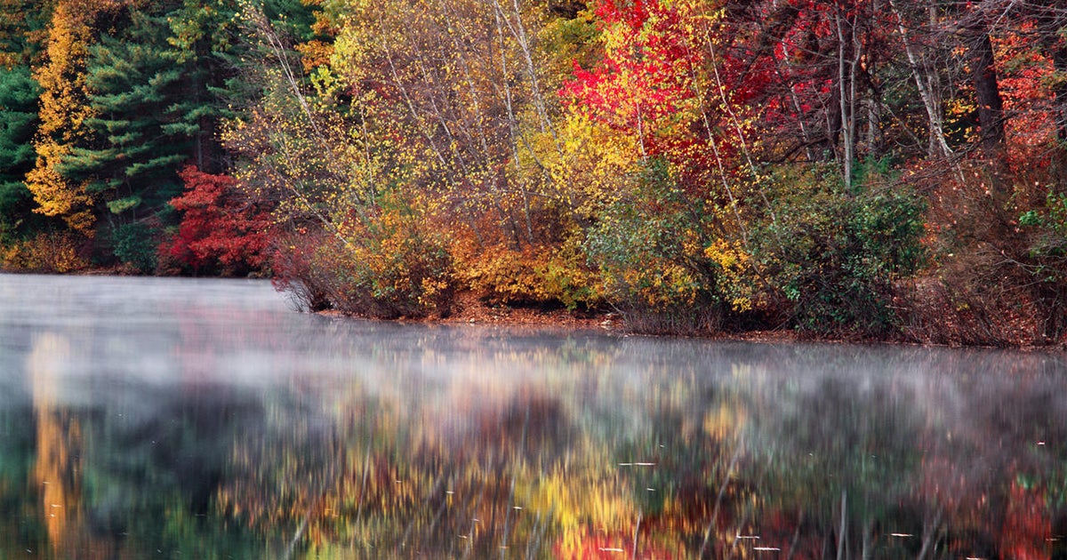 Nature up close: Preservation with a camera - CBS News
