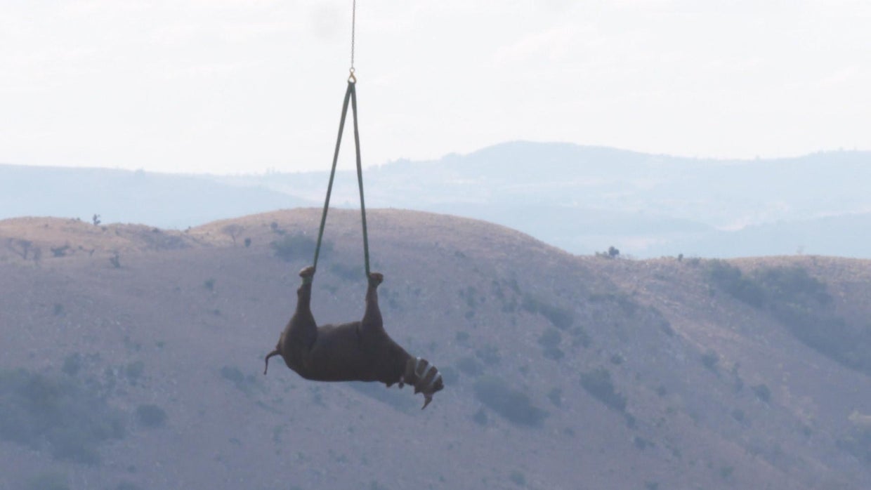 Saving rhino with helicopters - CBS News