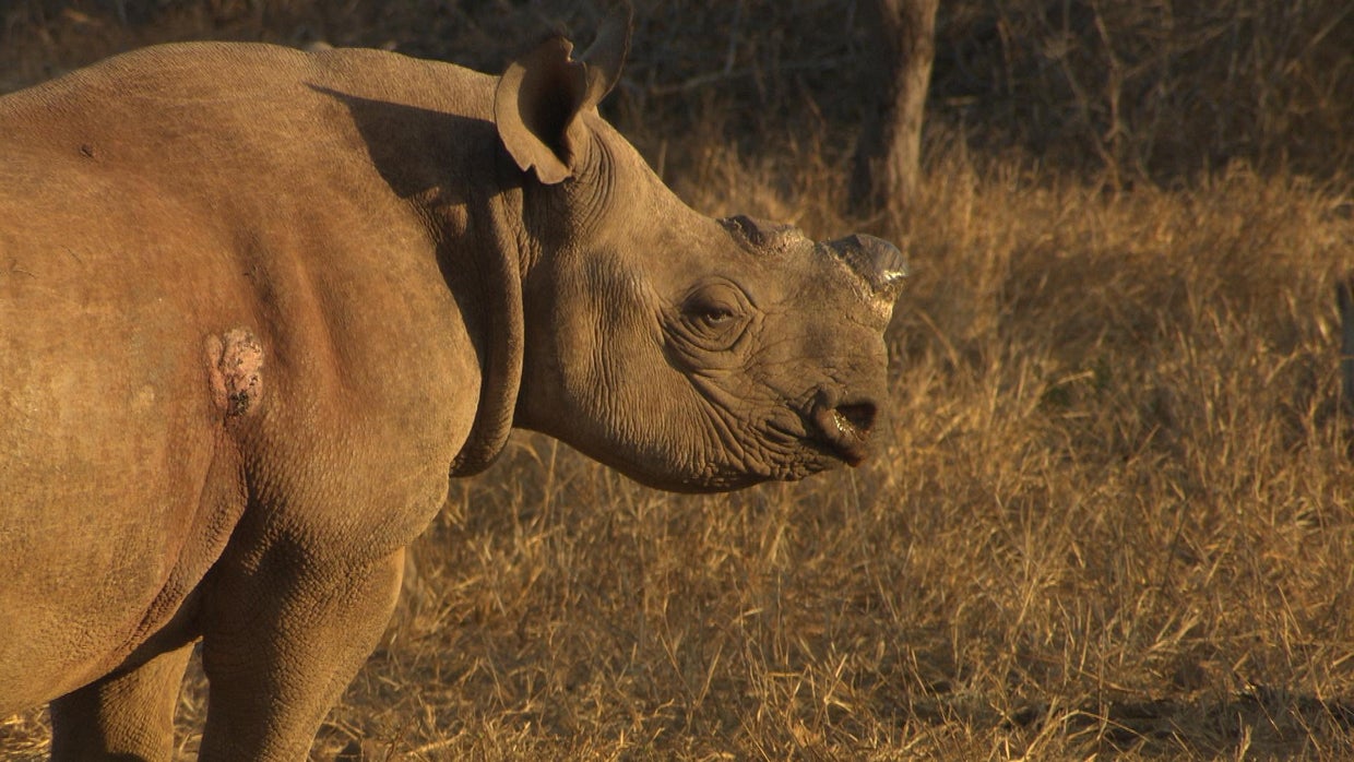 Saving rhino with helicopters - CBS News