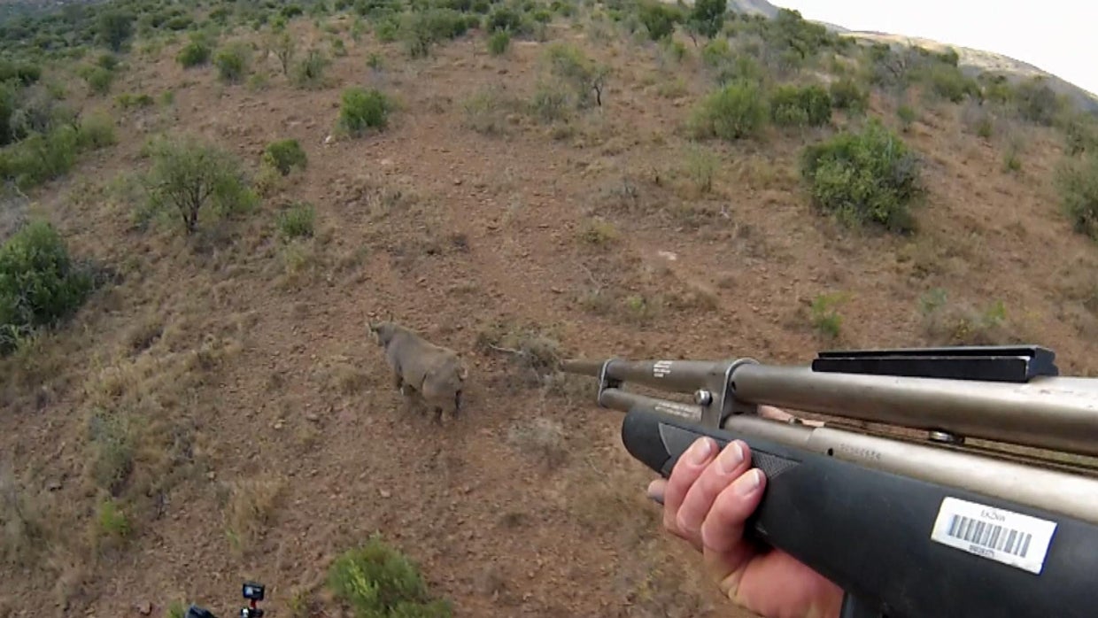 Saving rhino with helicopters - CBS News