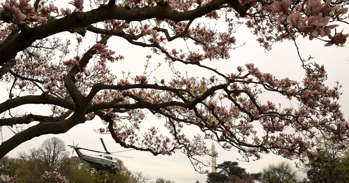 Part of Jackson Magnolia on South Lawn coming down, White House says ...