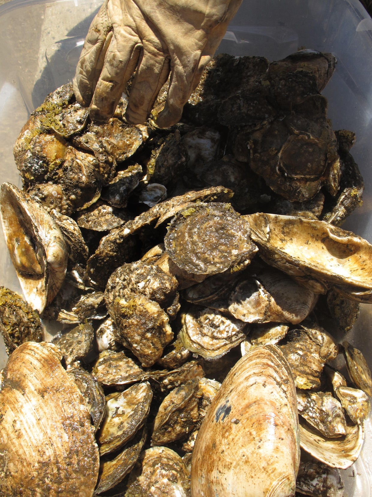 Military turns to oyster reefs for protection against storms - CBS News