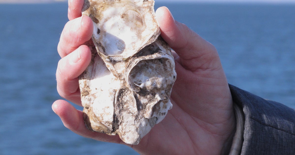 Military turns to oyster reefs for protection against storms - CBS News