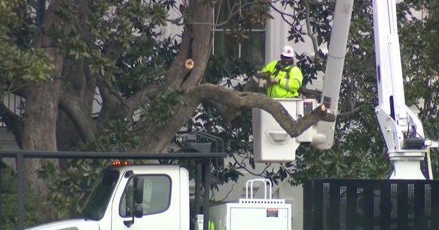 Historic White House magnolia tree has been cut back - CBS News