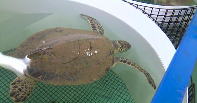 Hundreds of sea turtles stunned by cold weather in Texas - CBS News