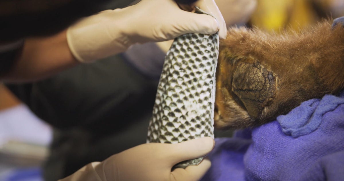Vets turn to natural remedies to treat animals hurt in California ...