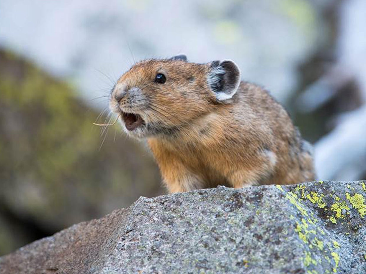 Nature up close: Pikas - CBS News