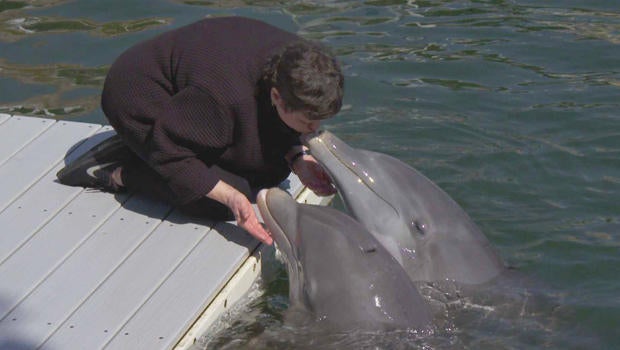 Measuring animal intelligence - CBS News