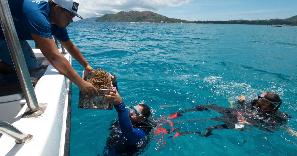 Fight mounts to save coral reefs in the Seychelles - CBS News