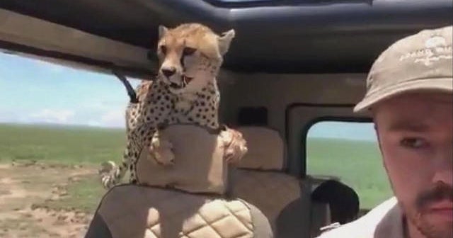 Cheetah jumps into safari car, forcing man to freeze in place for 10 ...