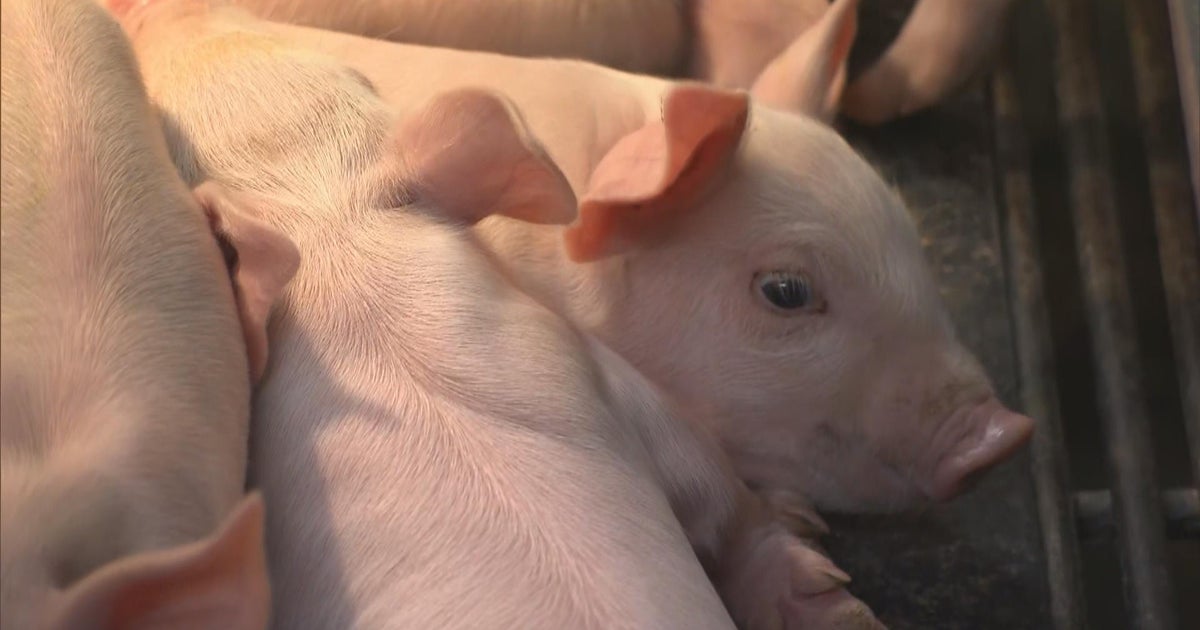 Deadly new pig virus could pose threat to humans, researchers say - CBS ...
