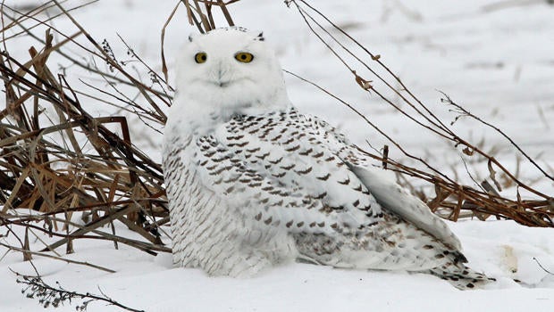 Nature up close: Snowy owls down south - CBS News