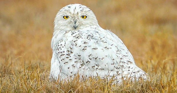 Snowy owl spotted in Central Park for the first time in more than a ...