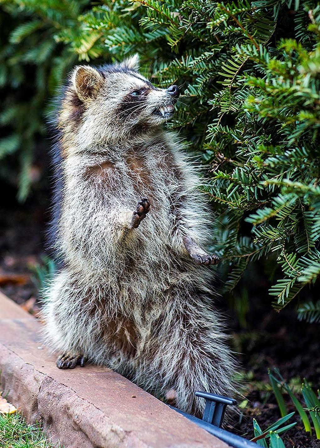 "Zombie-like" raccoons terrorize Ohio town