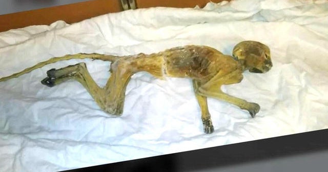 Workers renovating century-old department store find mummified monkey ...