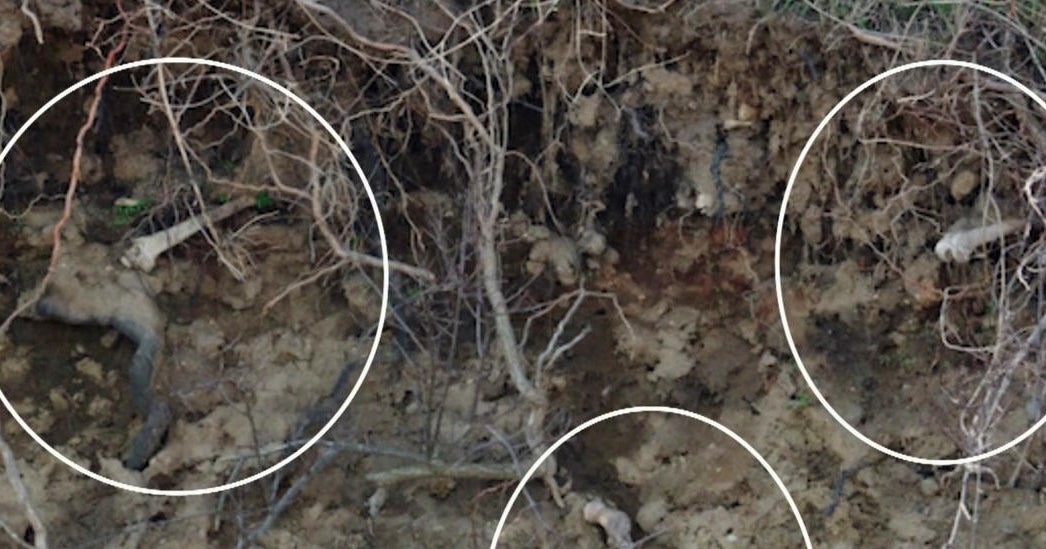 Hart Island Cemetery erosion unearths human bones along shoreline in ...