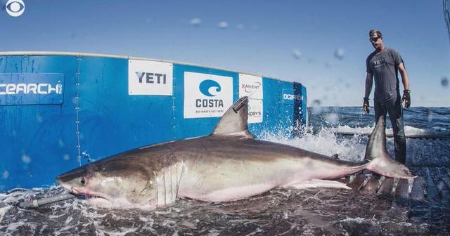 Shark has nearly 20K Twitter followers, and they can track his every ...