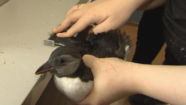 A children's puffin rescue squad - CBS News