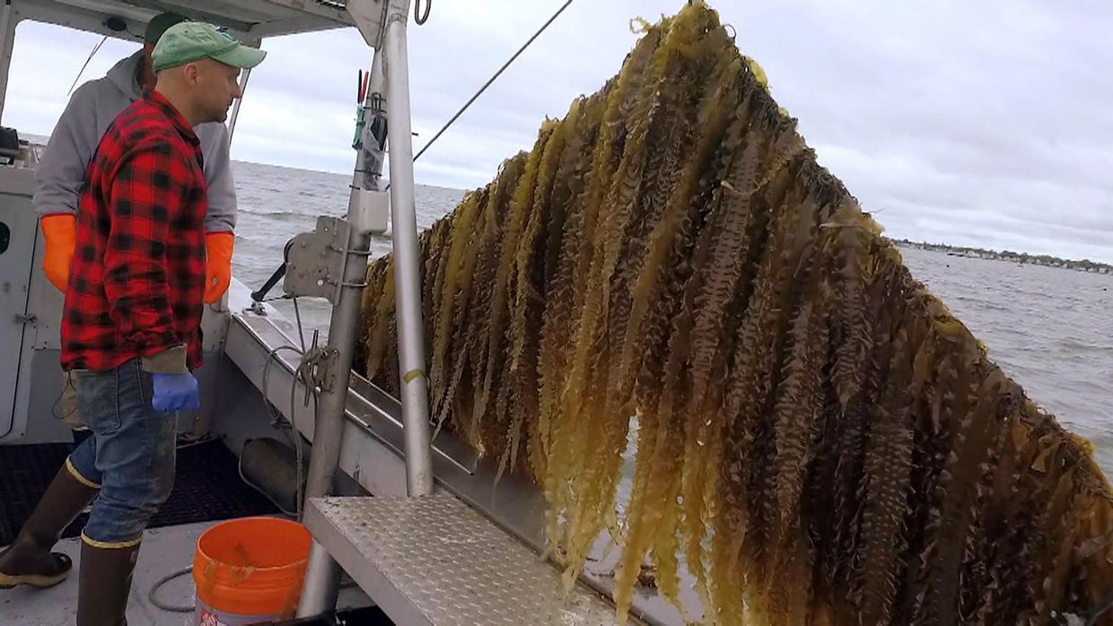 Seaweed farming and its surprising benefits - CBS News