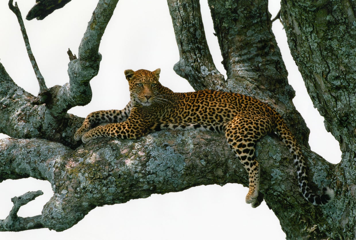 Into the wild with Thomas D. Mangelsen - CBS News