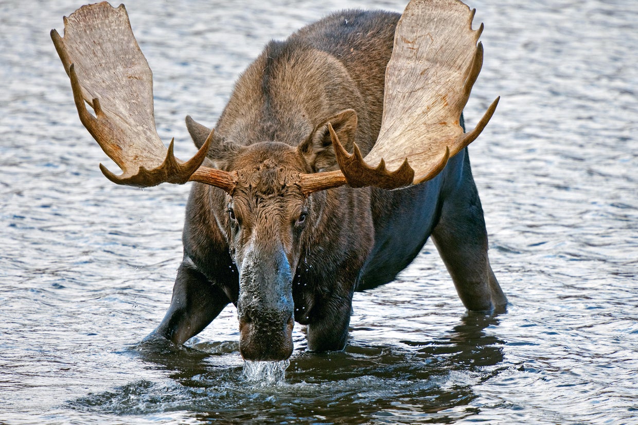 Into the wild with Thomas D. Mangelsen - CBS News