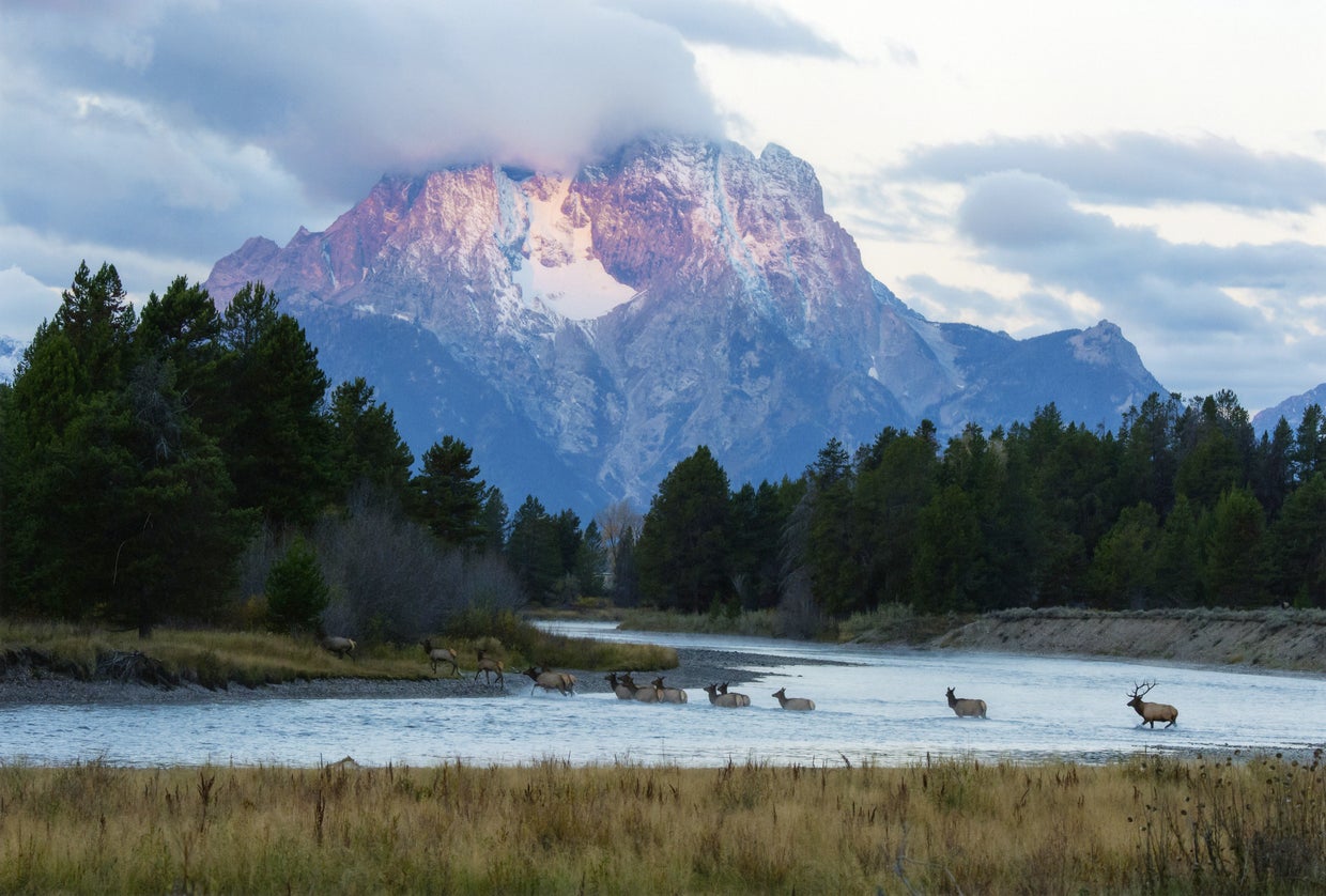 Into the wild with Thomas D. Mangelsen - CBS News