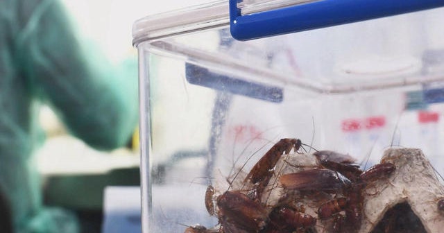 Cockroach milk may be a new food trend - CBS News