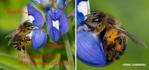Nature up close: Sexual encounters of the bluebonnet kind - CBS News