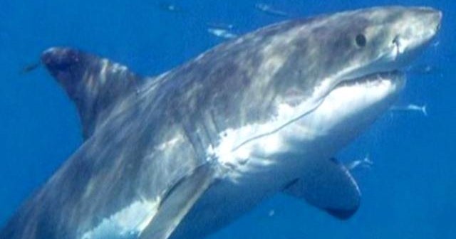 A look at the dangers our oceans are facing ahead of World Oceans Day ...