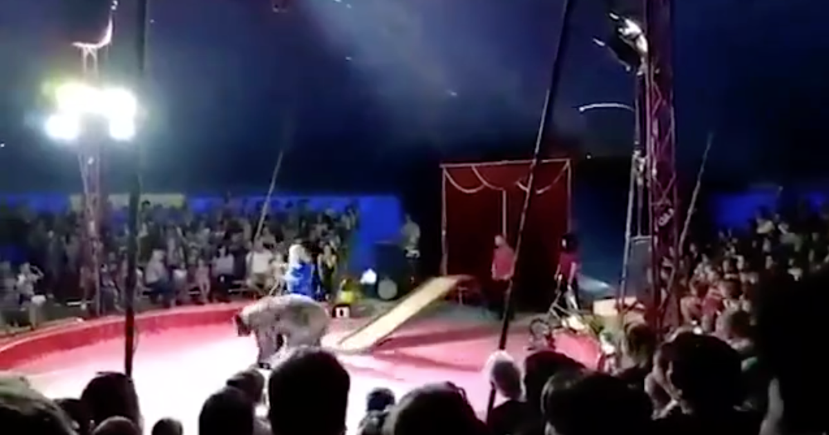 Russian circus bear jumps off skateboard and attacks circus handler as ...