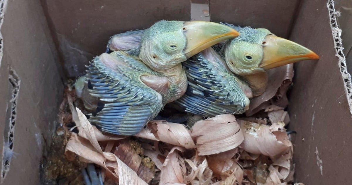 Wildlife trafficking and illegal timber crackdown sees arrest of flight ...