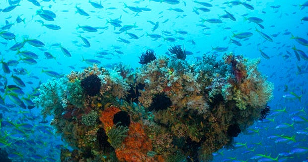New study finds Earth's marine life is at risk due to climate change ...