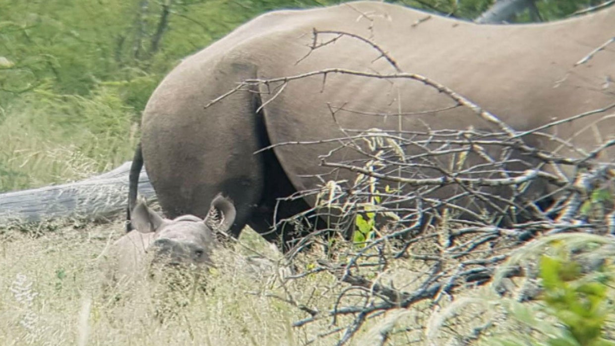 Saving rhino with helicopters - CBS News
