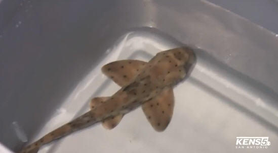 Accused San Antonio Aquarium shark thief Anthony Shannon: I was trying ...