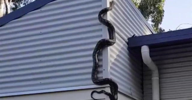 Australian man films 9-foot python on his house - CBS News
