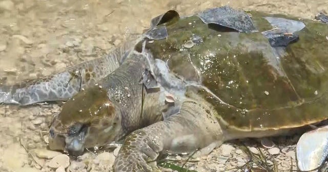 Florida declares state of emergency as "Red Tide" algae destroys ...