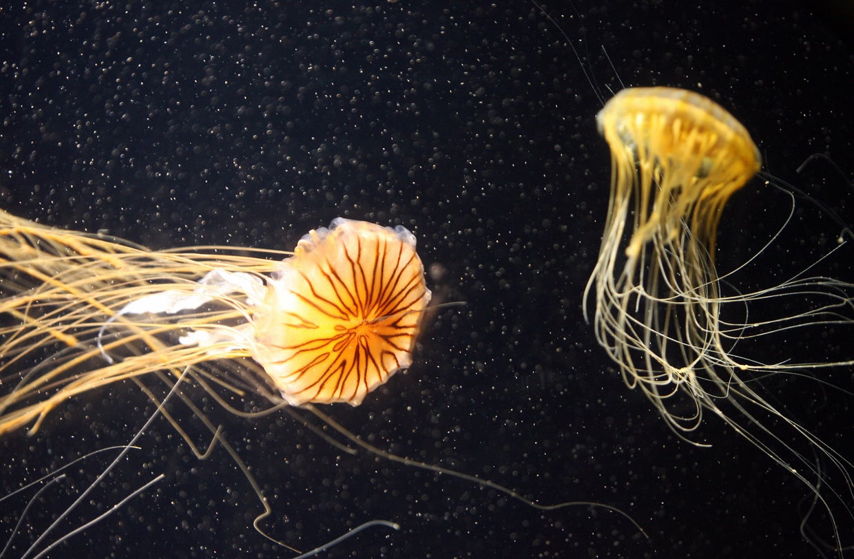 The 20 deadliest animals on Earth, ranked (WARNING: GRAPHIC IMAGES)